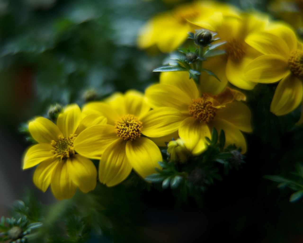 Flores De Color Amarillo - Foto gratis en Pixabay - Pixabay