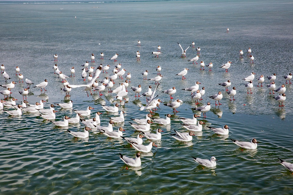 Birds Sea Coast - Free photo on Pixabay