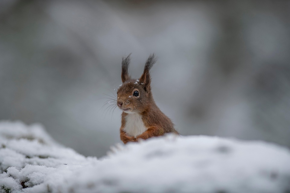 Squirrel Rodent Snow - Free photo on Pixabay - Pixabay