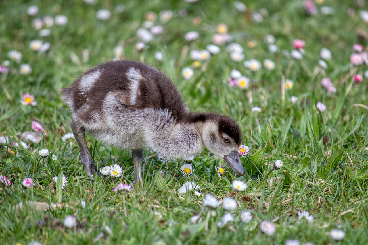1,000+ Free Baby Birds & Bird Images - Pixabay