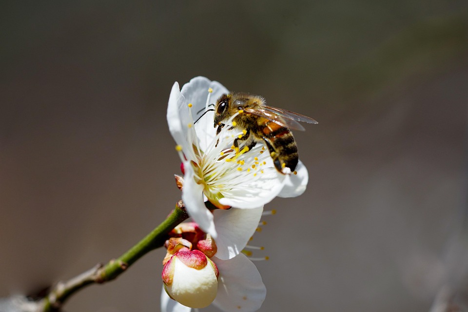 Plum Blossom Bee Pollination - Free photo on Pixabay