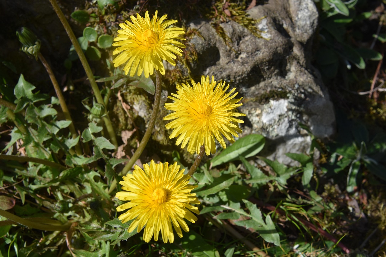Dandelion Flowers Yellow - Free photo on Pixabay - Pixabay