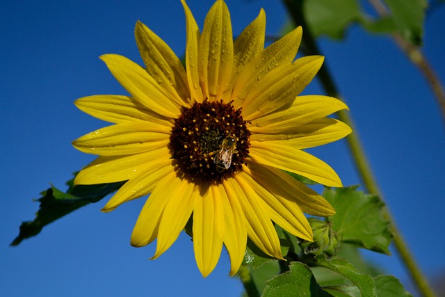 Floarea Soarelui Albină Polenizare - Fotografie gratuită pe Pixabay ...