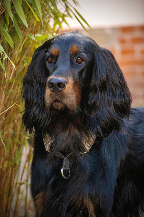 Gordon Setter Dog Black - Free photo on Pixabay