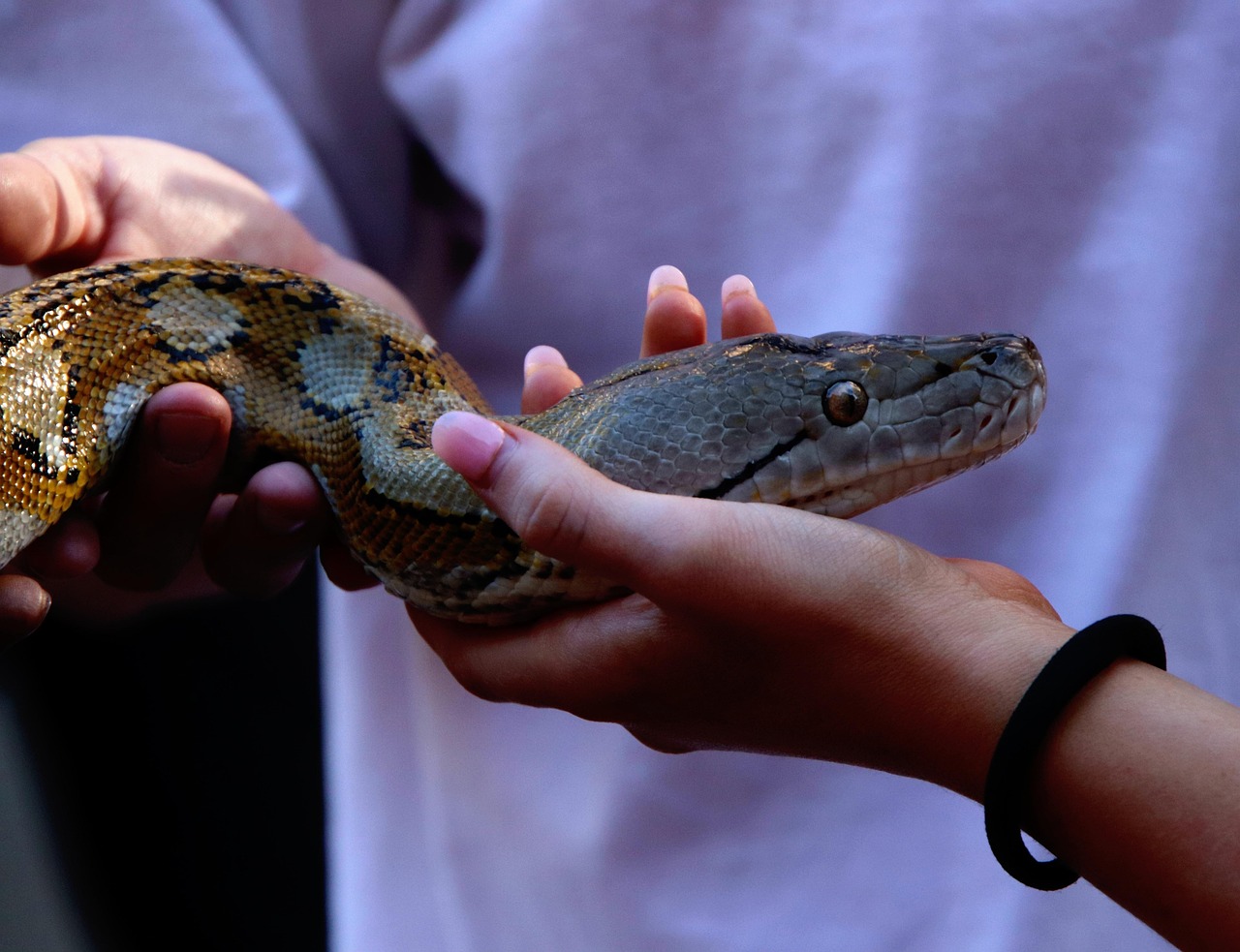 Snake Reptile Animal - Free photo on Pixabay