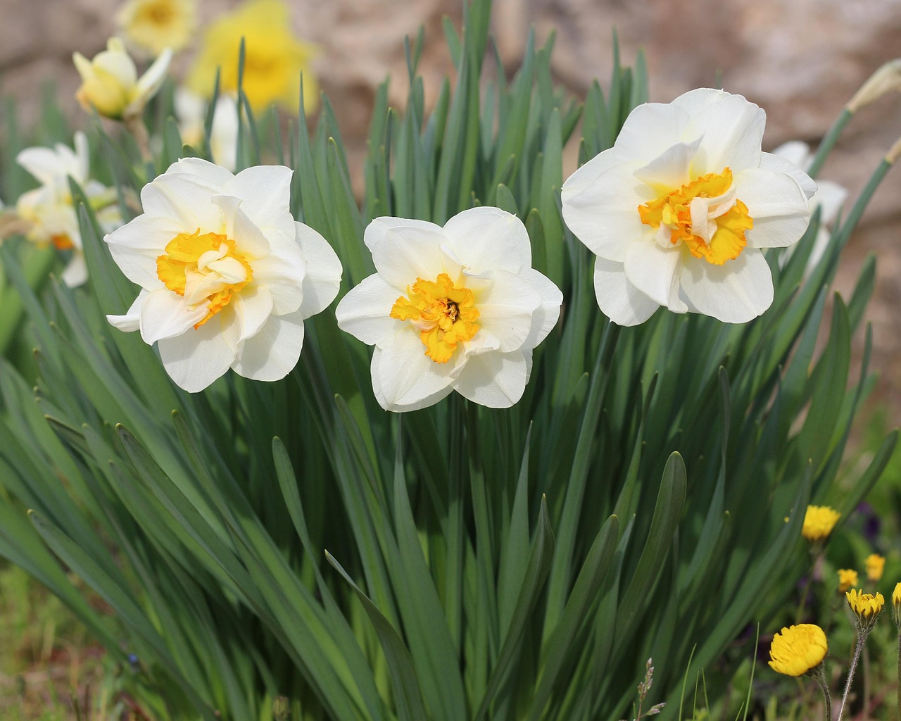 Flowers Spring Daffodil - Free photo on Pixabay - Pixabay