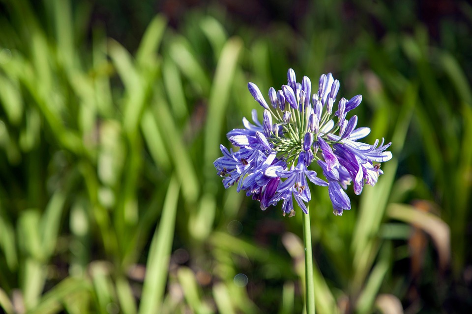 Flowers African Lily Botany - Free photo on Pixabay