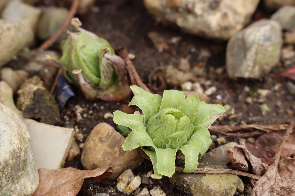 Fuki Growth Botany - Free photo on Pixabay - Pixabay