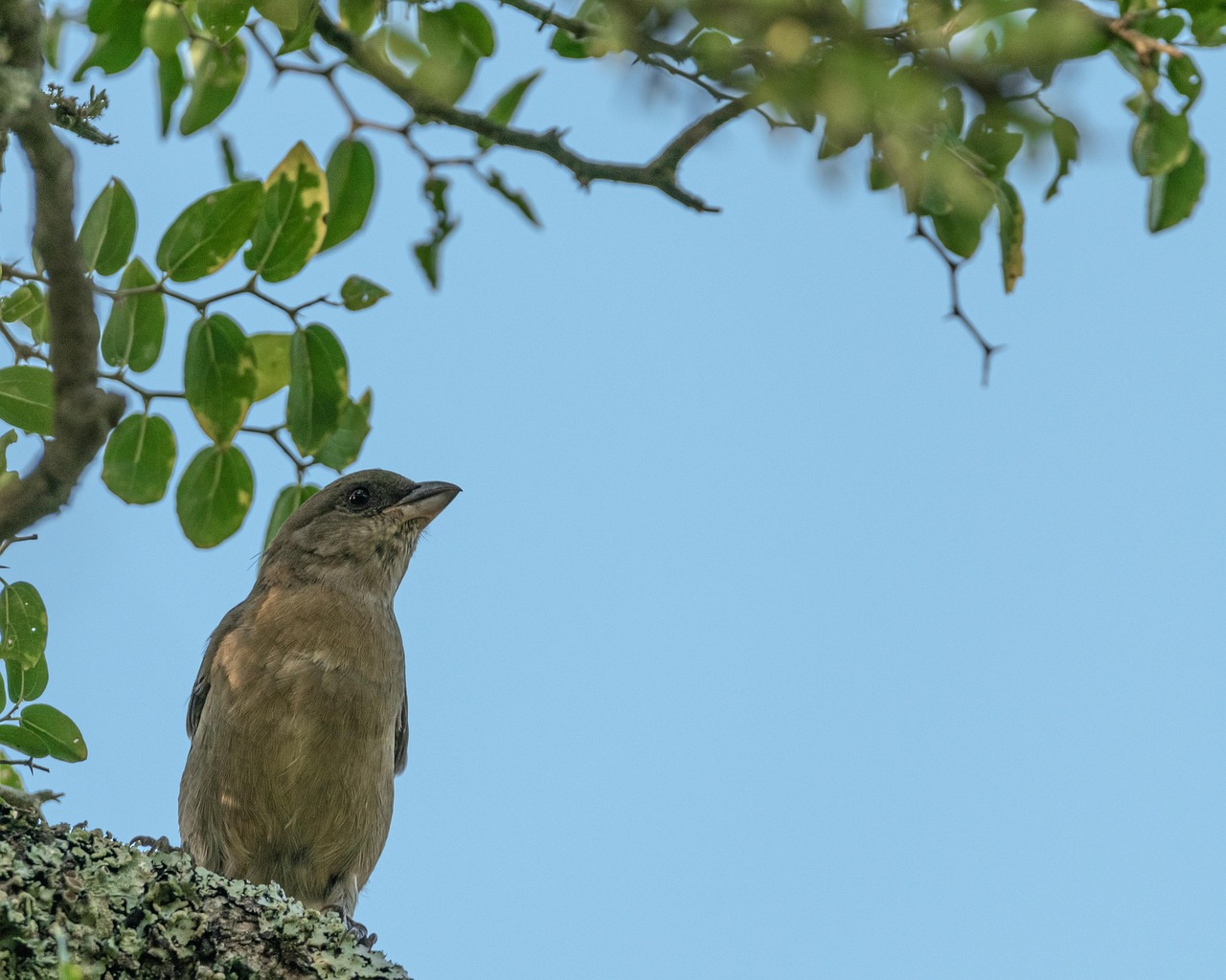 Brillant Vacher Oiseau Animal - Photo gratuite sur Pixabay