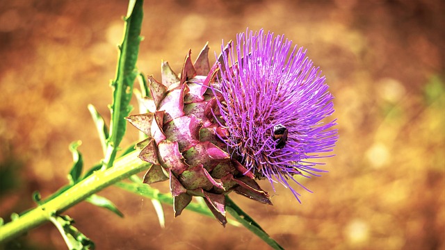 Fleur Chardon Botanique - Photo gratuite sur Pixabay - Pixabay