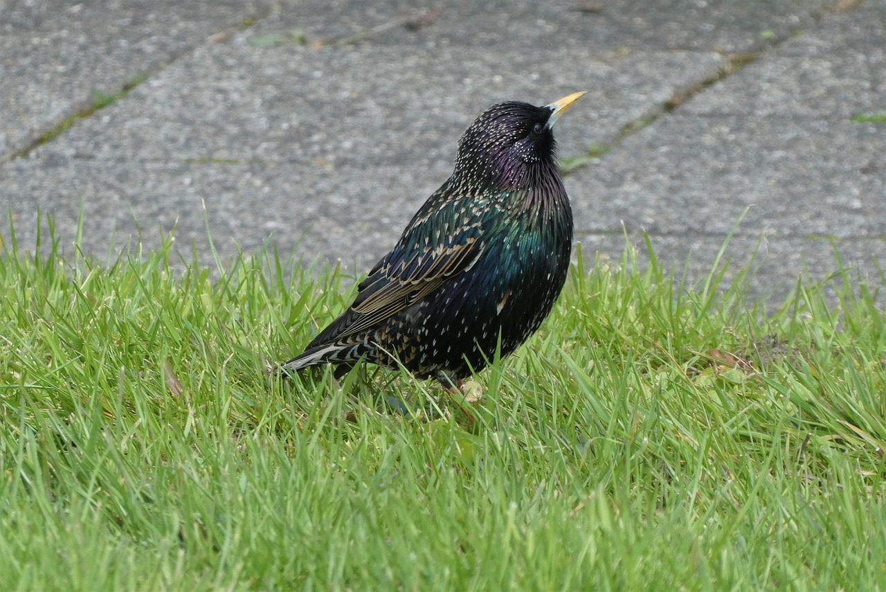 Bird Starling Plumage - Free photo on Pixabay