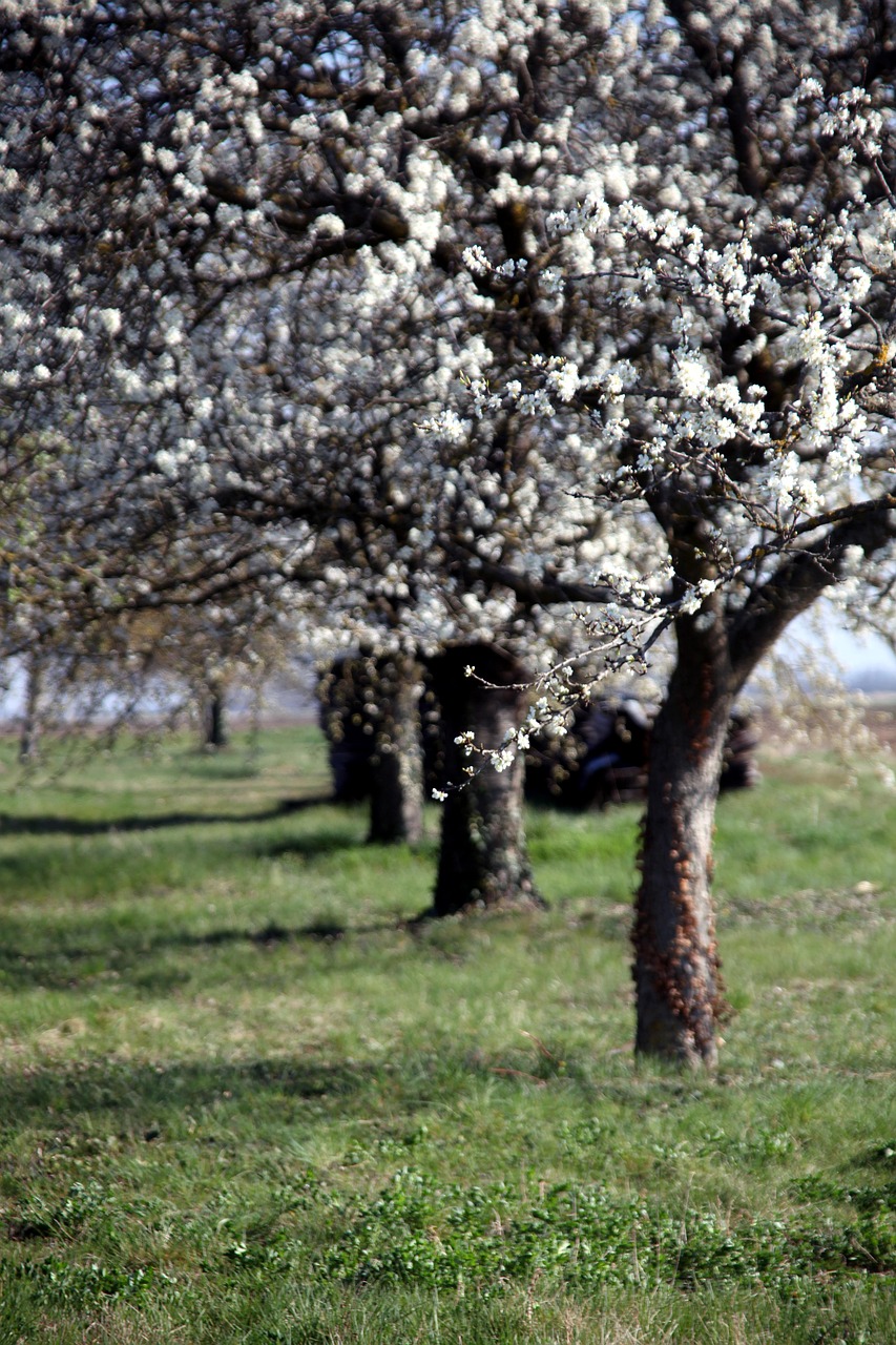 Arvores Árvores Frutiferas Pomar - Foto gratuita no Pixabay - Pixabay