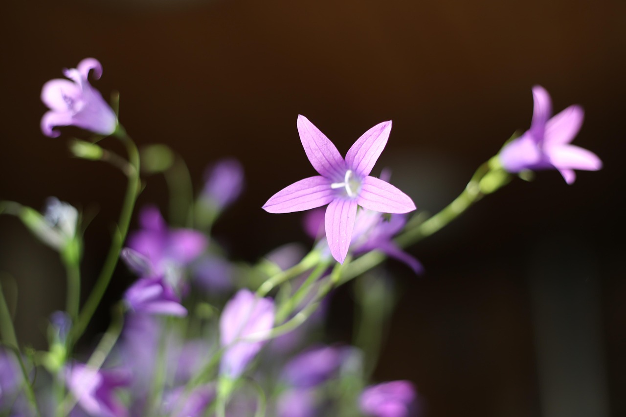 Flowers Campanula Patula Bloom - Free photo on Pixabay - Pixabay