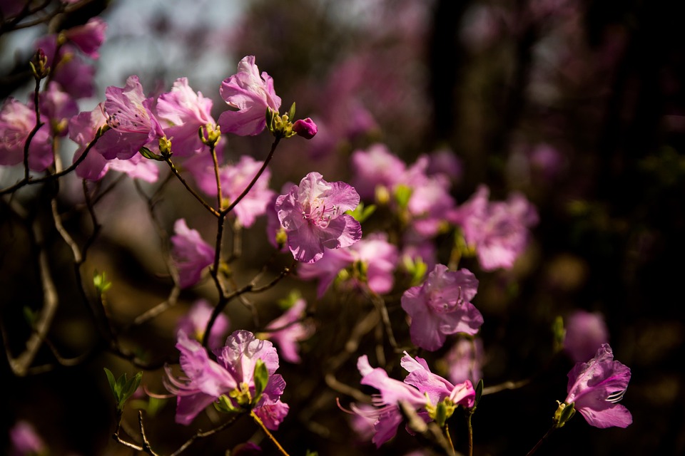 Azalea Flores Rosadas Jardín - Foto gratis en Pixabay - Pixabay