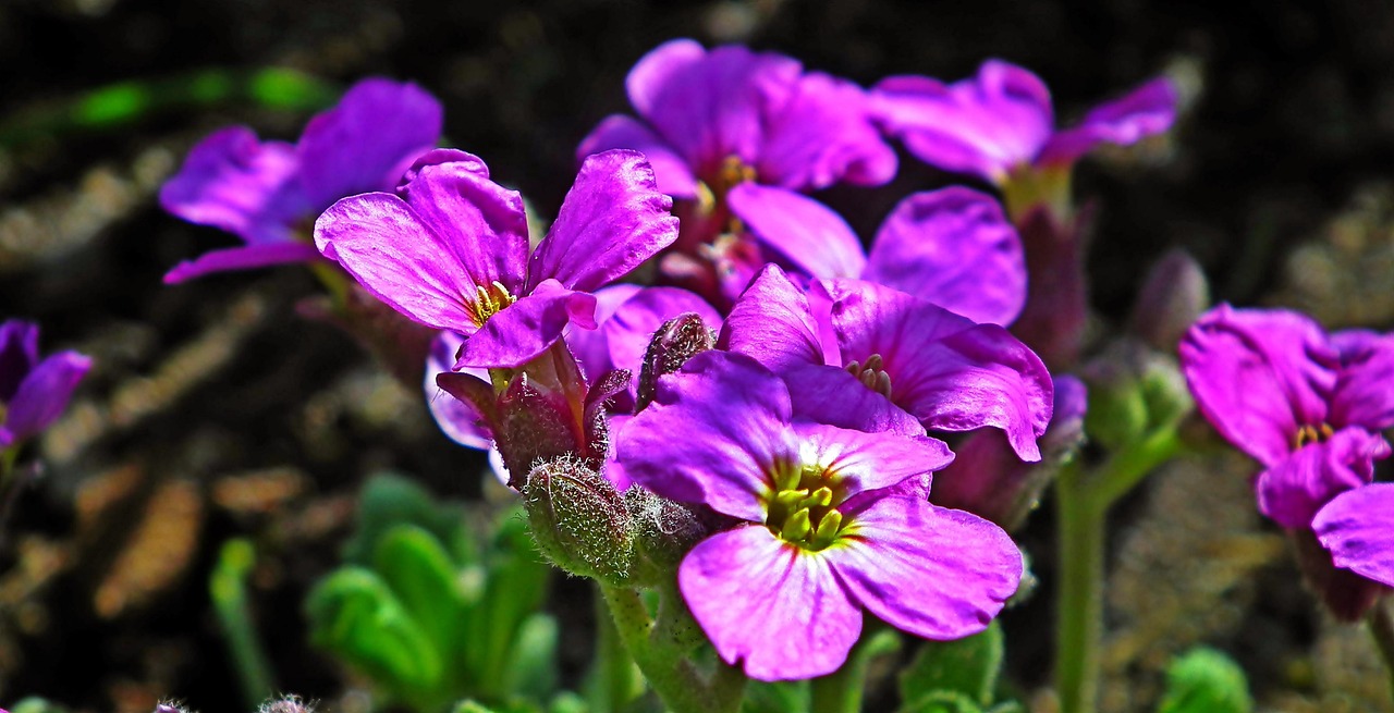 Flores Violeta Primavera - Foto gratis en Pixabay