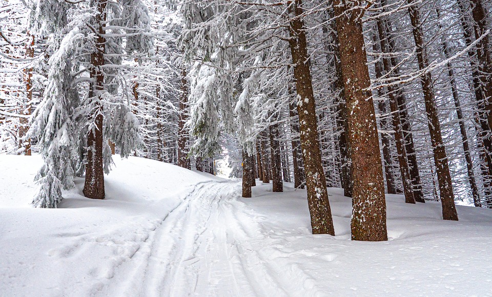 Winter Wald Natur - Kostenloses Foto auf Pixabay - Pixabay