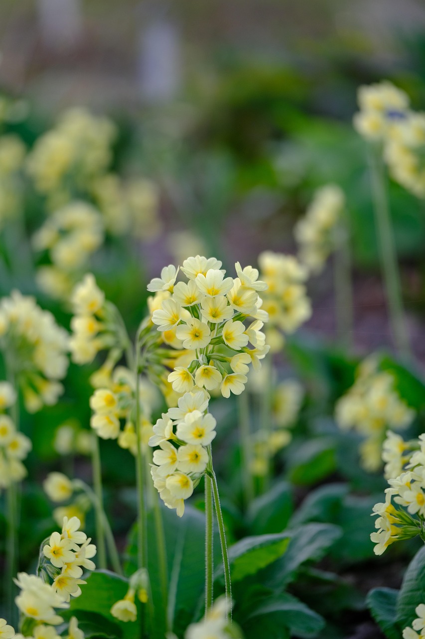 Flower Minnow Spring - Free photo on Pixabay - Pixabay
