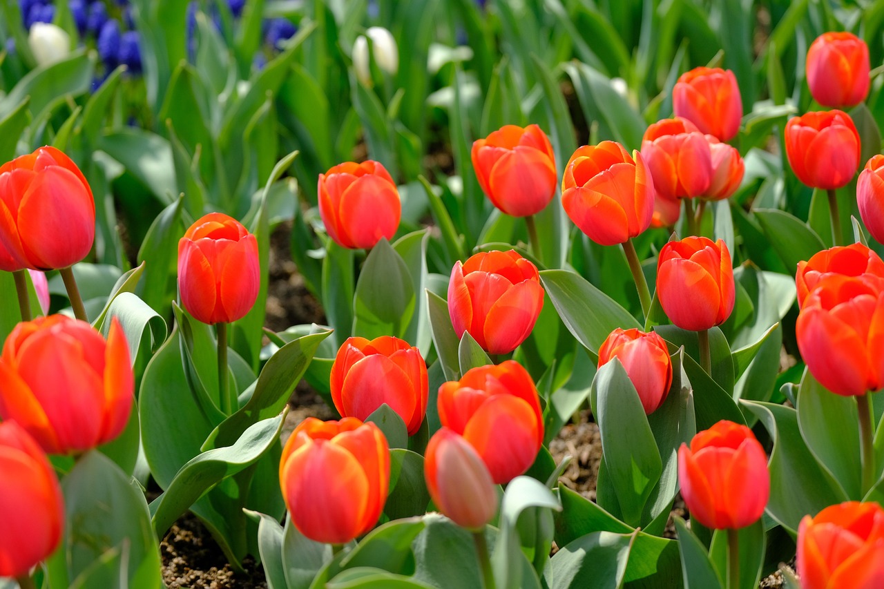 Fleurs Tulipes Jardin - Photo gratuite sur Pixabay - Pixabay