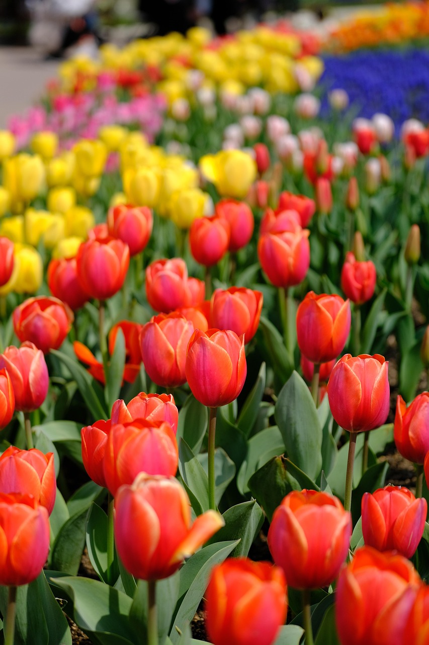 Fleurs Tulipes Jardin - Photo gratuite sur Pixabay - Pixabay