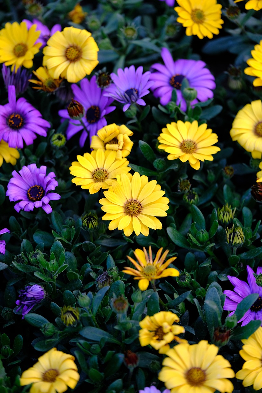 Cap Marguerite Fleurs Jardin Le - Photo gratuite sur Pixabay - Pixabay
