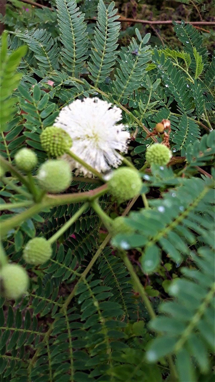 Leucaena Leucocephala - Photo gratuite sur Pixabay - Pixabay
