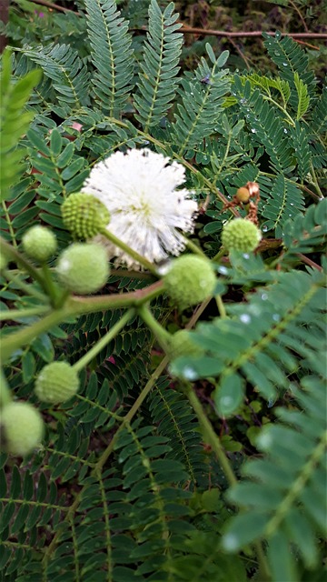 Leucaena Leucocephala Leucena - Foto gratuita no Pixabay - Pixabay