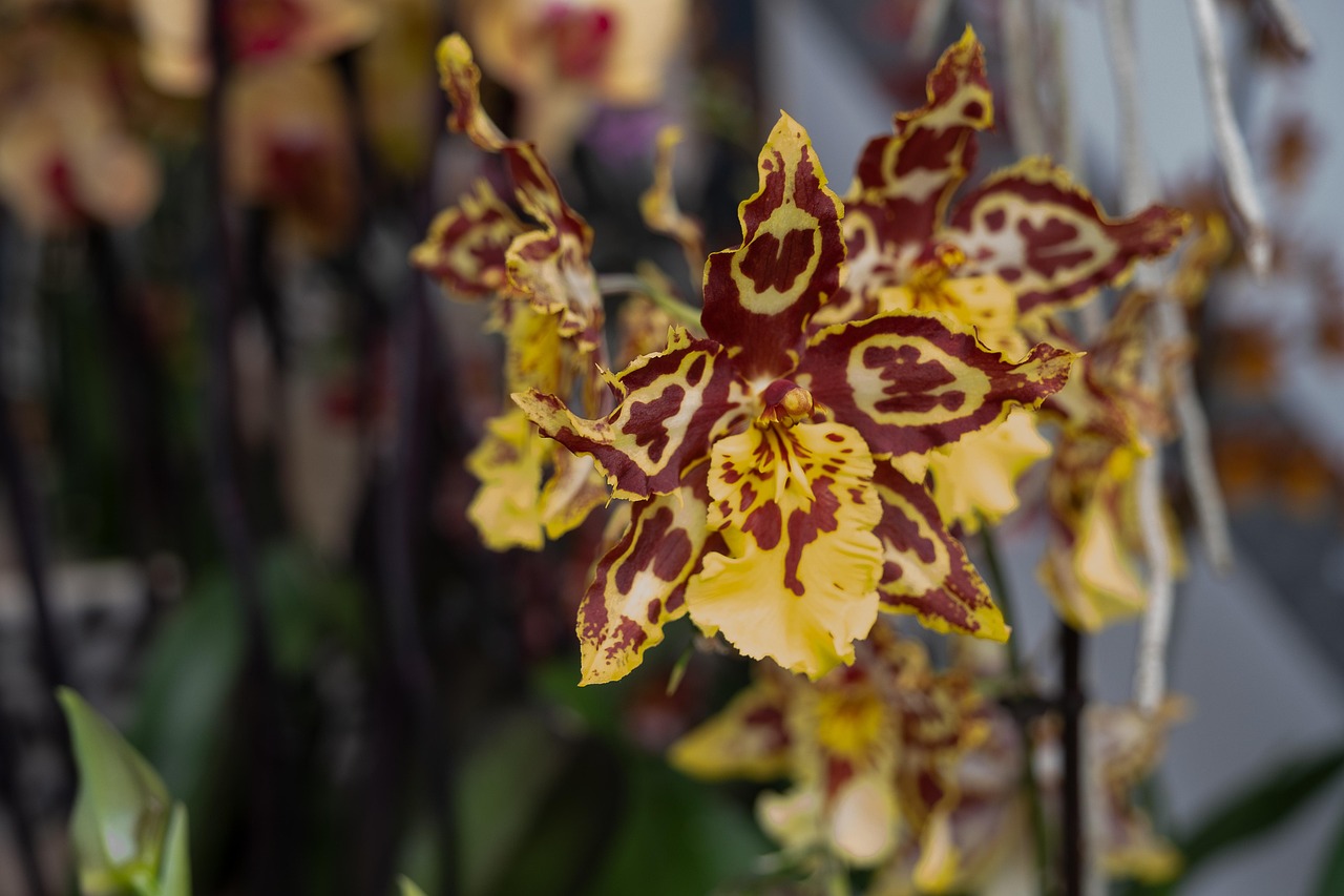 Fleur Orchidées Fleurs - Photo gratuite sur Pixabay