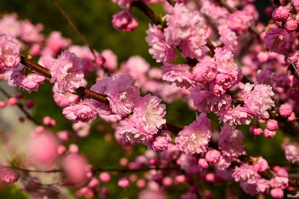 Flowering Plum Flowers Tree Prunus - Free photo on Pixabay - Pixabay