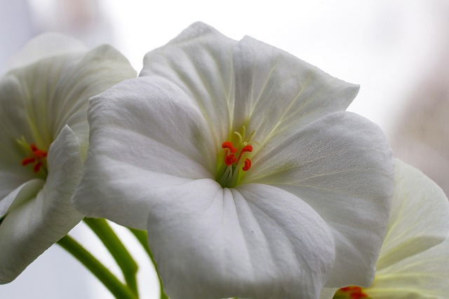 Flor Gerânio Botânica - Foto gratuita no Pixabay - Pixabay