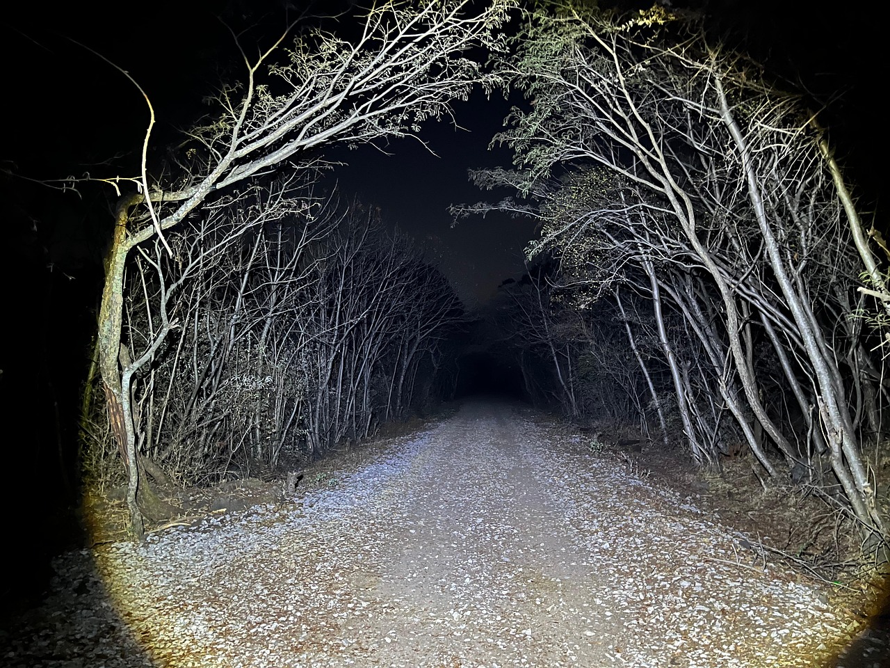 Night Path Forest - Free photo on Pixabay - Pixabay