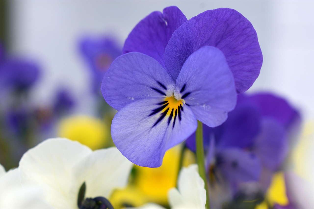 Flowers Pansy Spring - Free photo on Pixabay