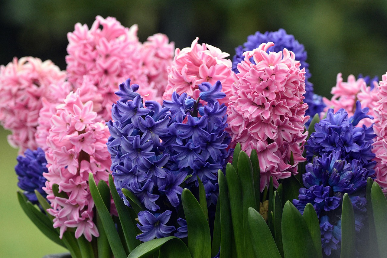 400,000+ Free Hyacinth Flowers & Hyacinth Images - Pixabay