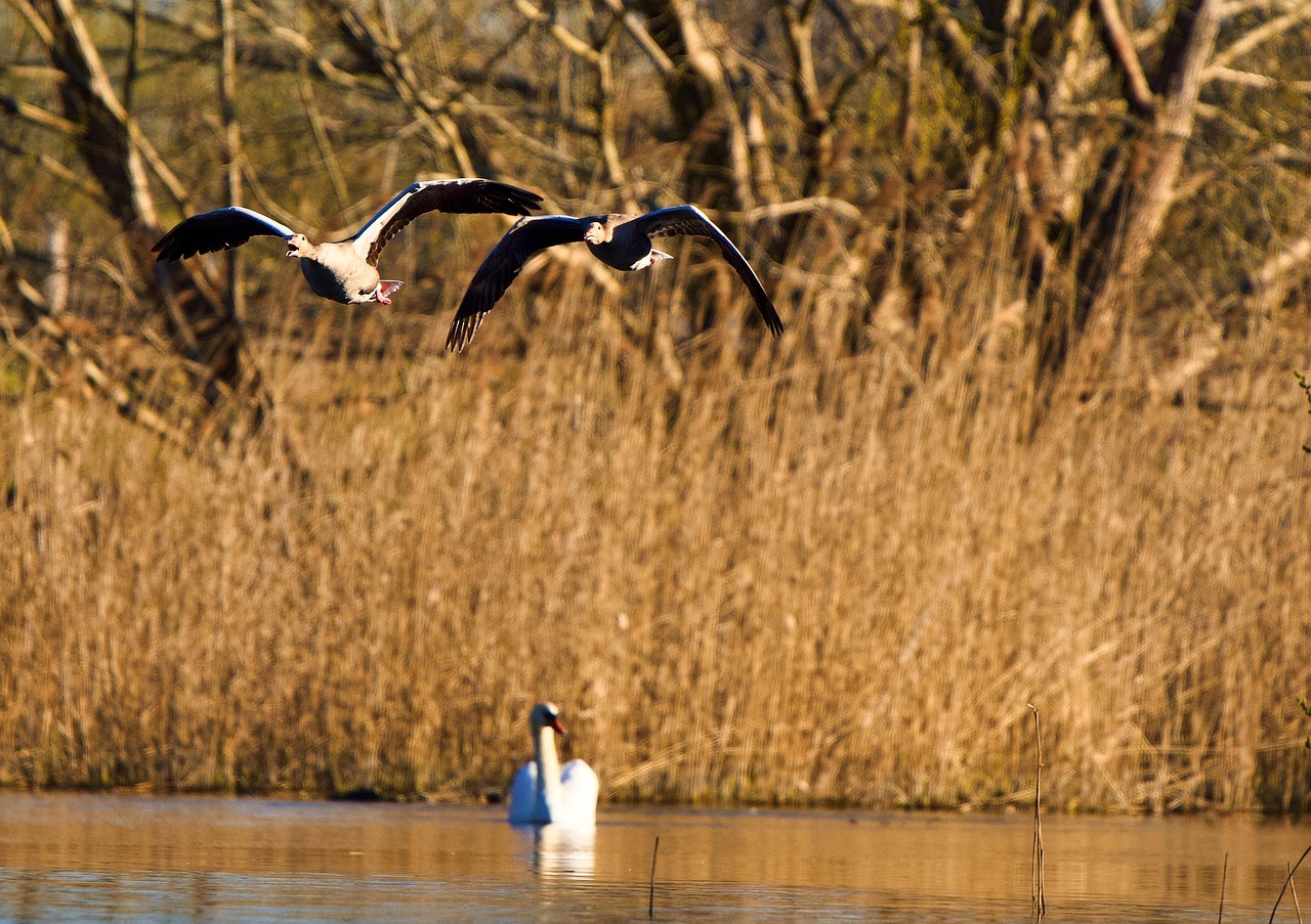 Nature Birds Flying - Free photo on Pixabay