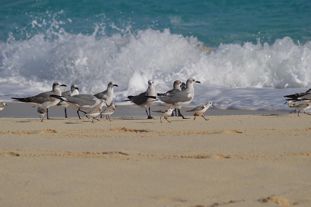 Gaviotas Aves Playa - Foto gratis en Pixabay - Pixabay
