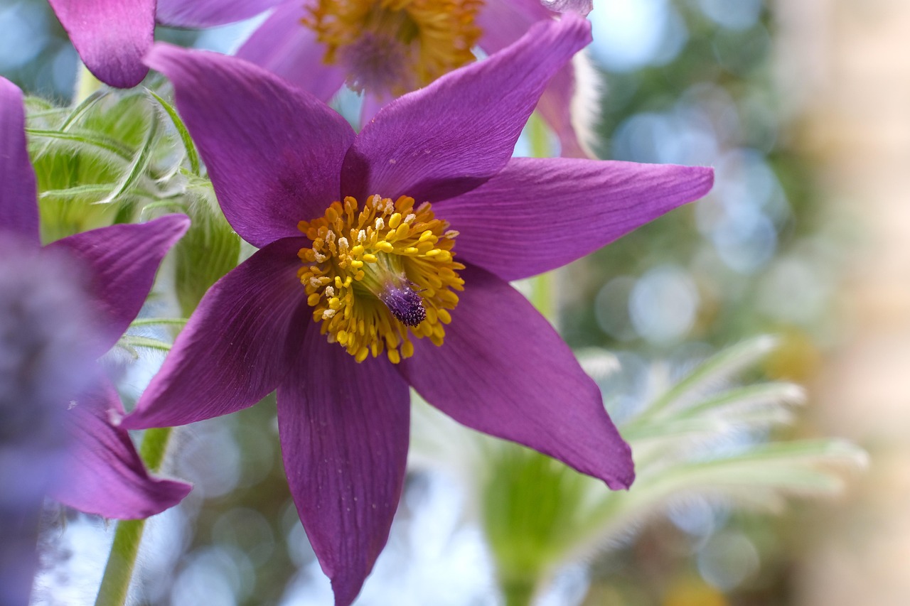 Flores Moradas Pasqueflores - Foto gratis en Pixabay - Pixabay