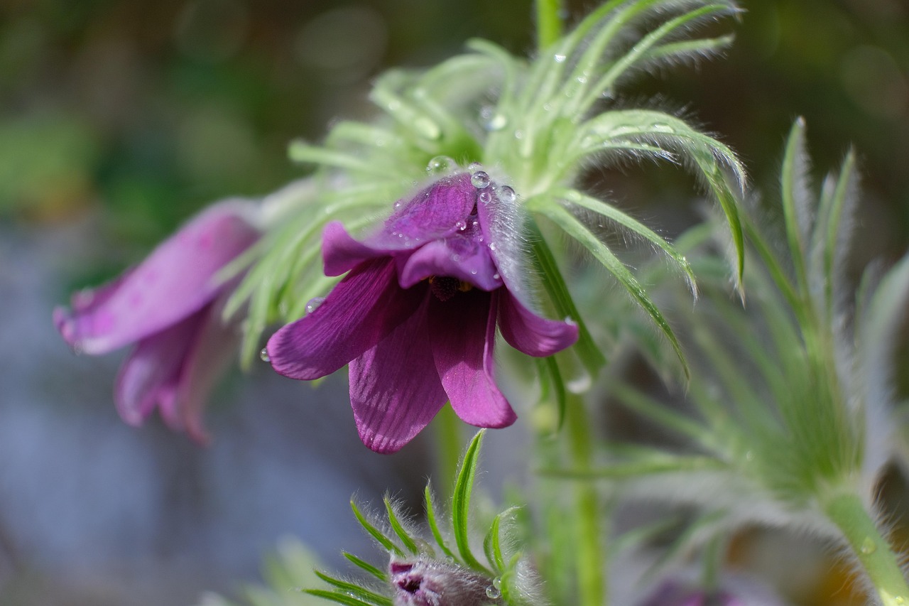 Flores Moradas Pasqueflores - Foto gratis en Pixabay - Pixabay