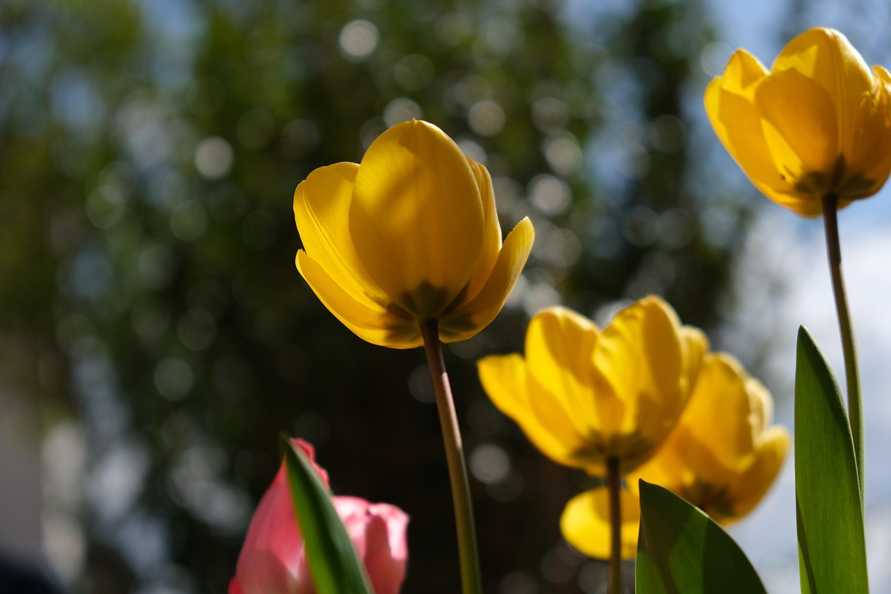 Tulips Yellow - Free photo on Pixabay - Pixabay