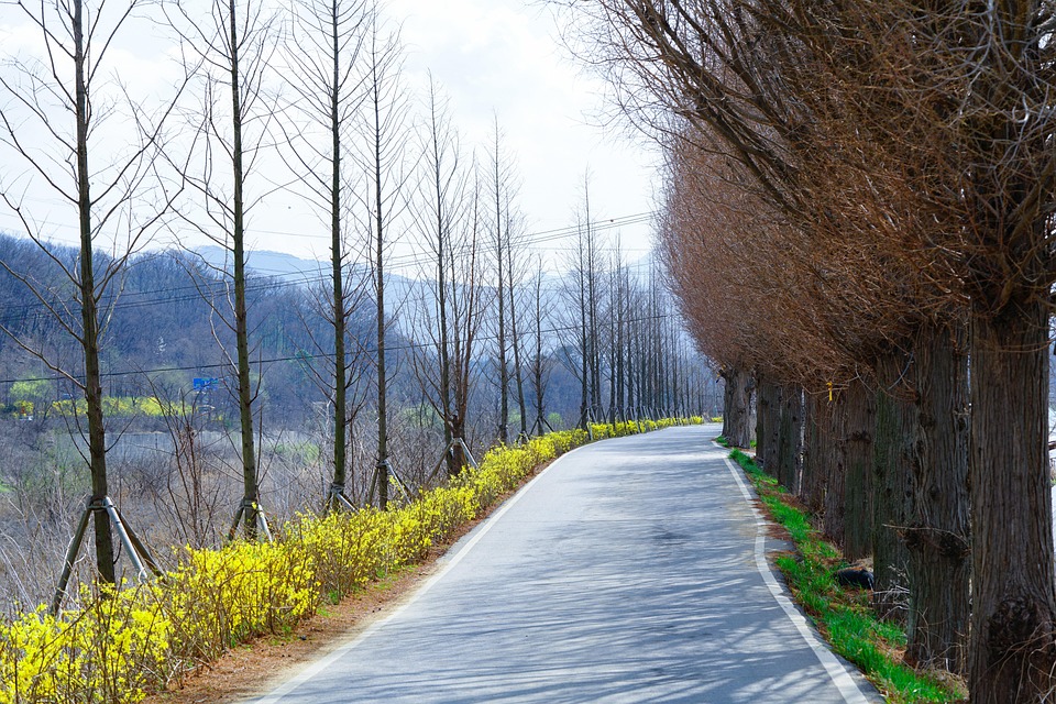 Road Trees Path - Free photo on Pixabay