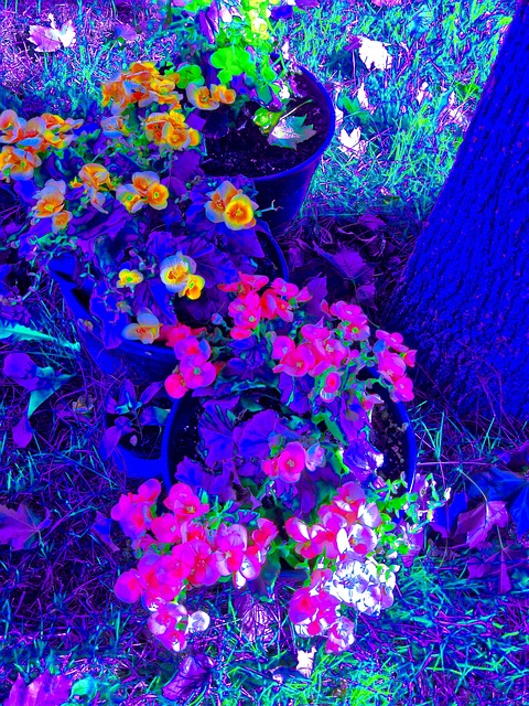 Belles Fleurs Violet Rose - Photo gratuite sur Pixabay - Pixabay