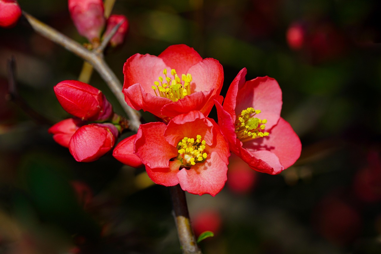 Chinese Quince Flowers Plant - Free photo on Pixabay - Pixabay