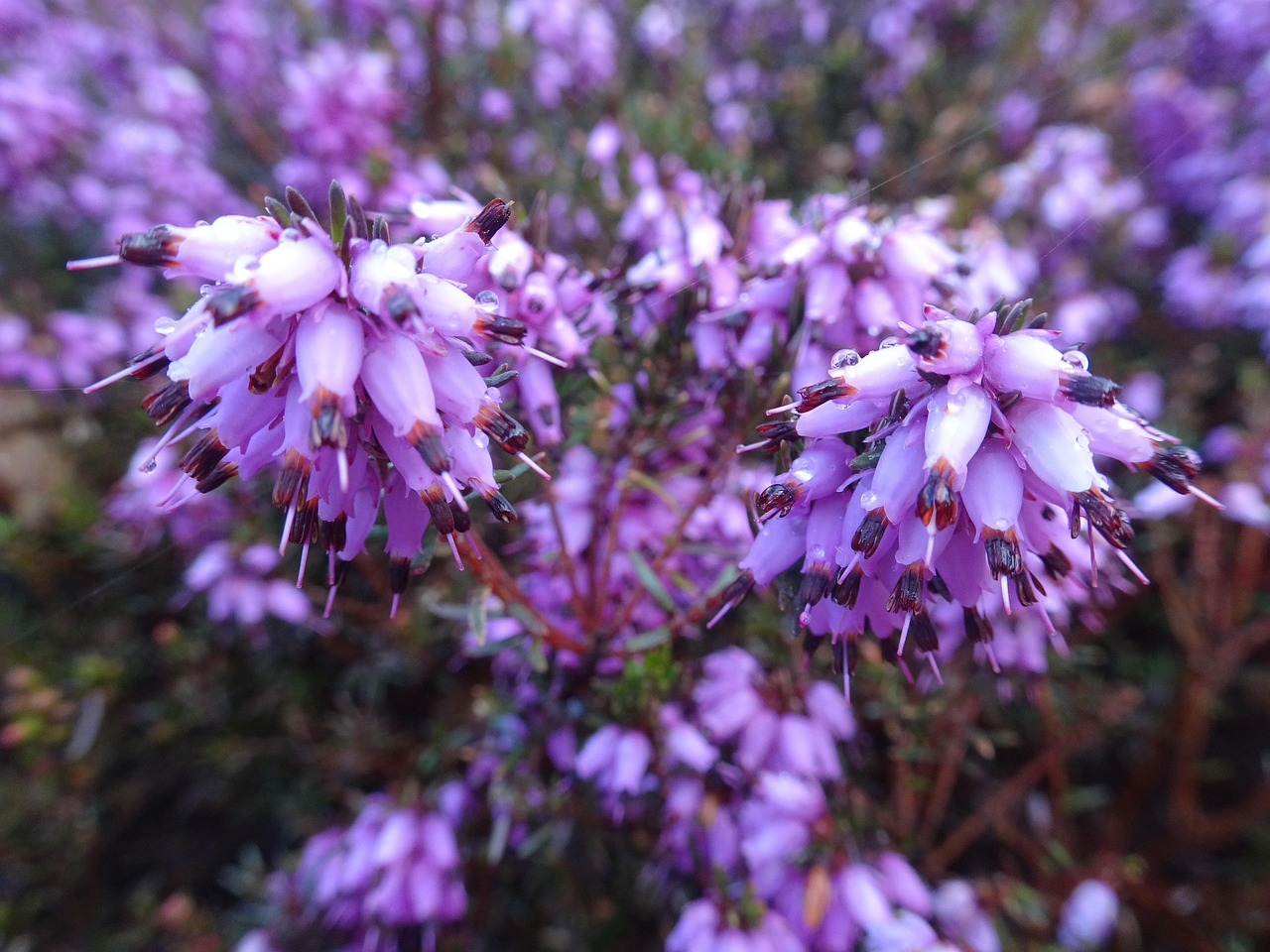 Heather Nature Plant - Free photo on Pixabay - Pixabay