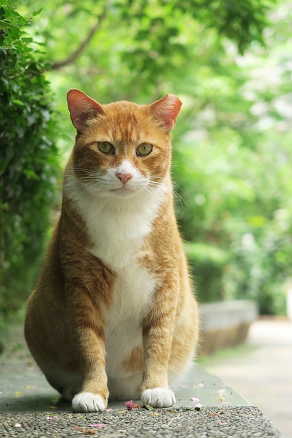 Animal Cat Feline - Free photo on Pixabay