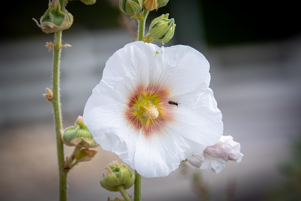 Blomma Bloom Botanik - Gratis foto på Pixabay