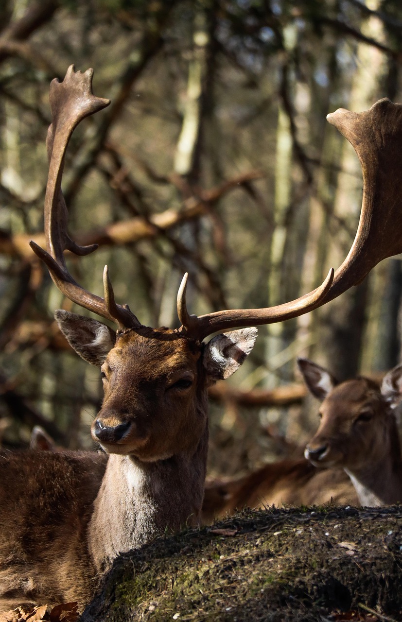 Cervo Animais Floresta - Foto gratuita no Pixabay - Pixabay