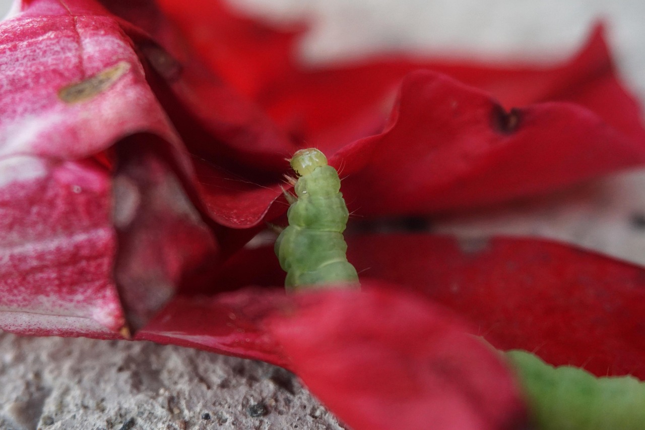 Chenille Insecte Papillon Loup - Photo gratuite sur Pixabay - Pixabay