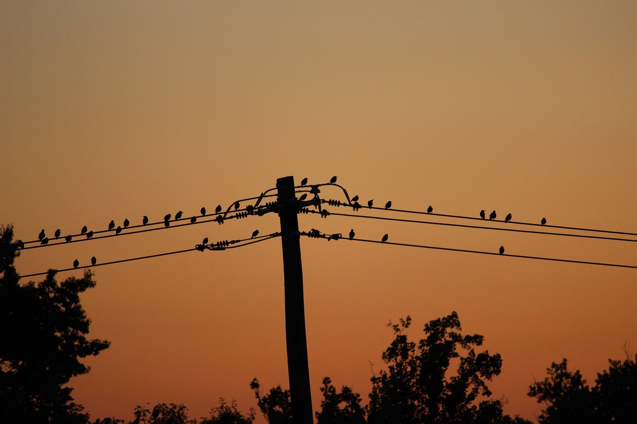 Des Oiseaux Ciel Le Coucher Du - Photo gratuite sur Pixabay - Pixabay