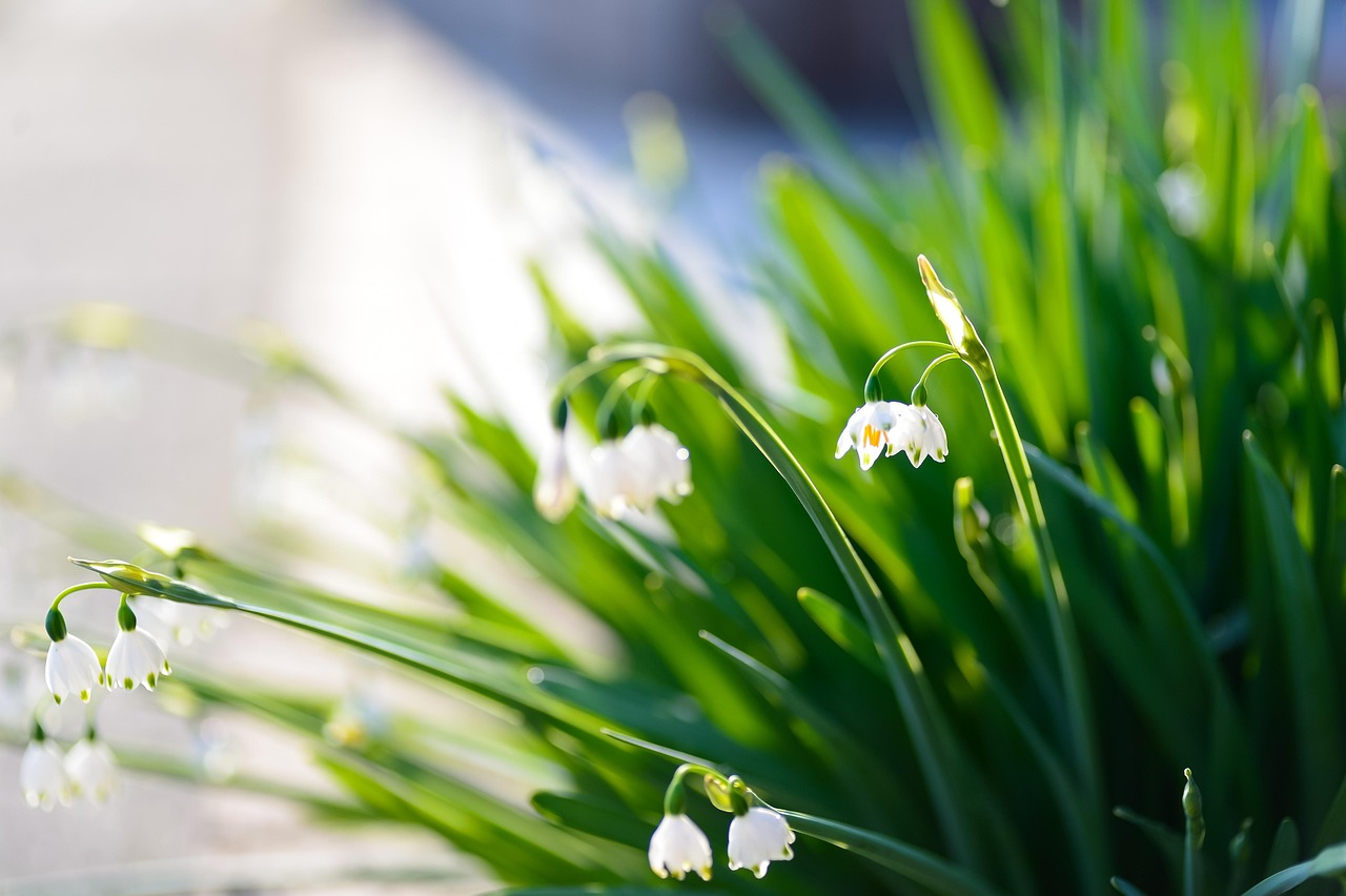 Fleurs Flocon De Neige Bloom Le - Photo gratuite sur Pixabay - Pixabay