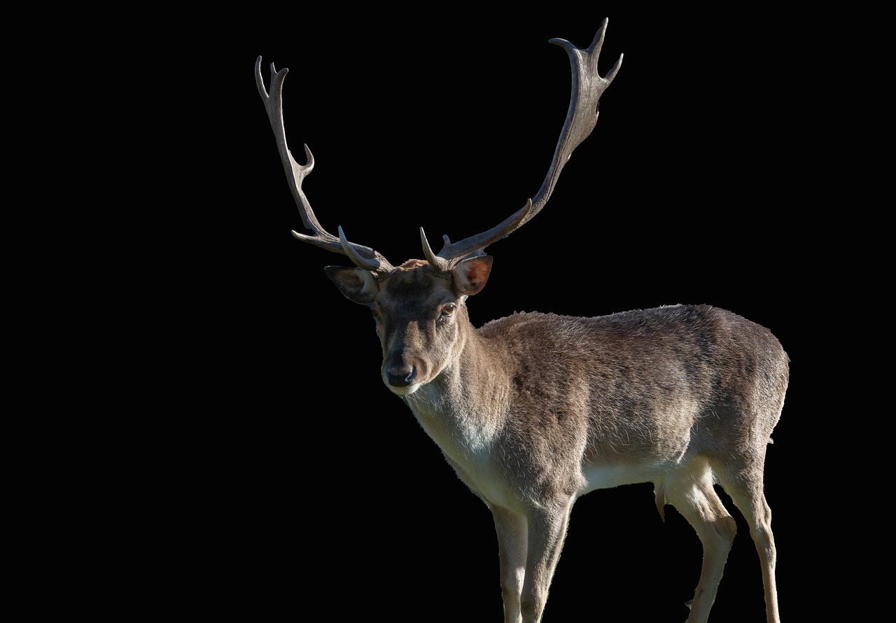 Animal Fallow Deer Mammal - Free photo on Pixabay