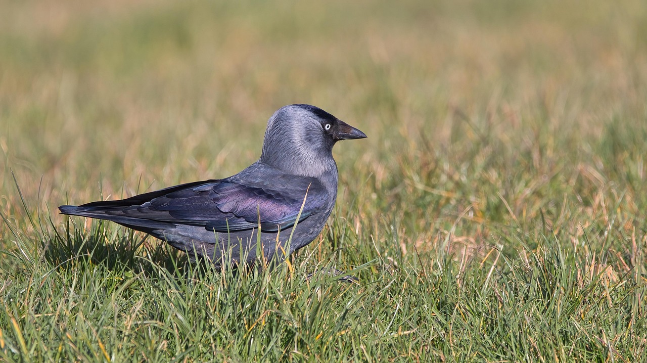 Choucas Des Tours Oiseau Gazon - Photo gratuite sur Pixabay - Pixabay