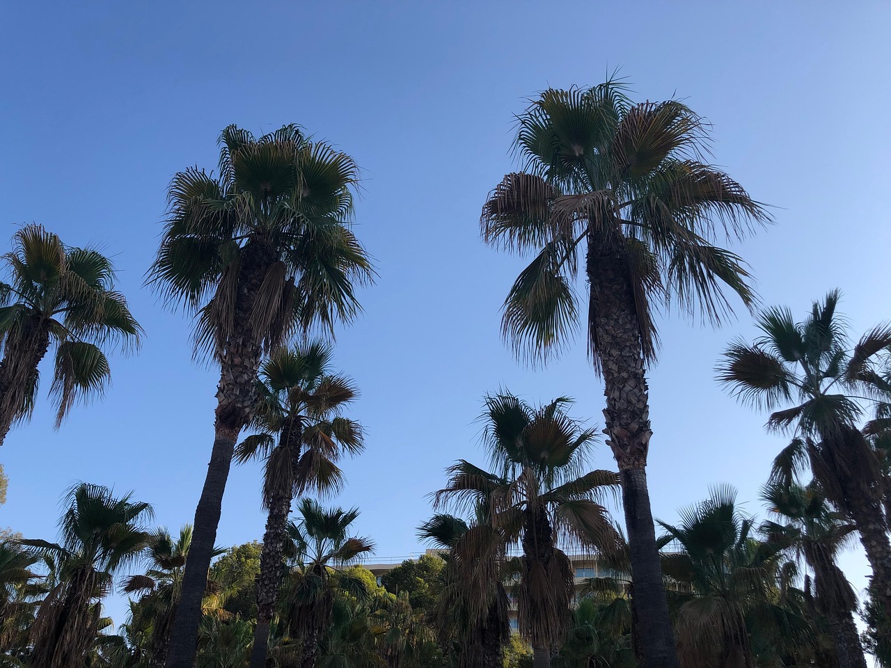 Pohon-Pohon Palem Mallorca Surga - Foto gratis di Pixabay - Pixabay